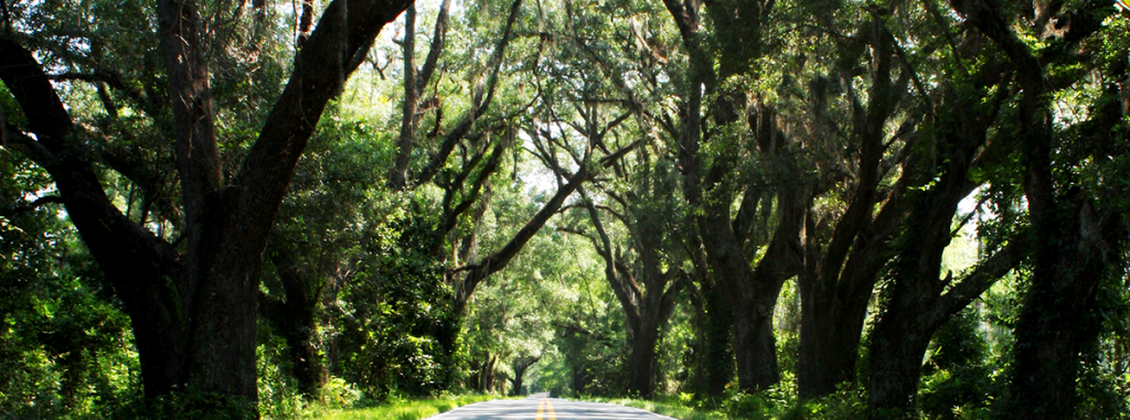 Explore – Leon Trees